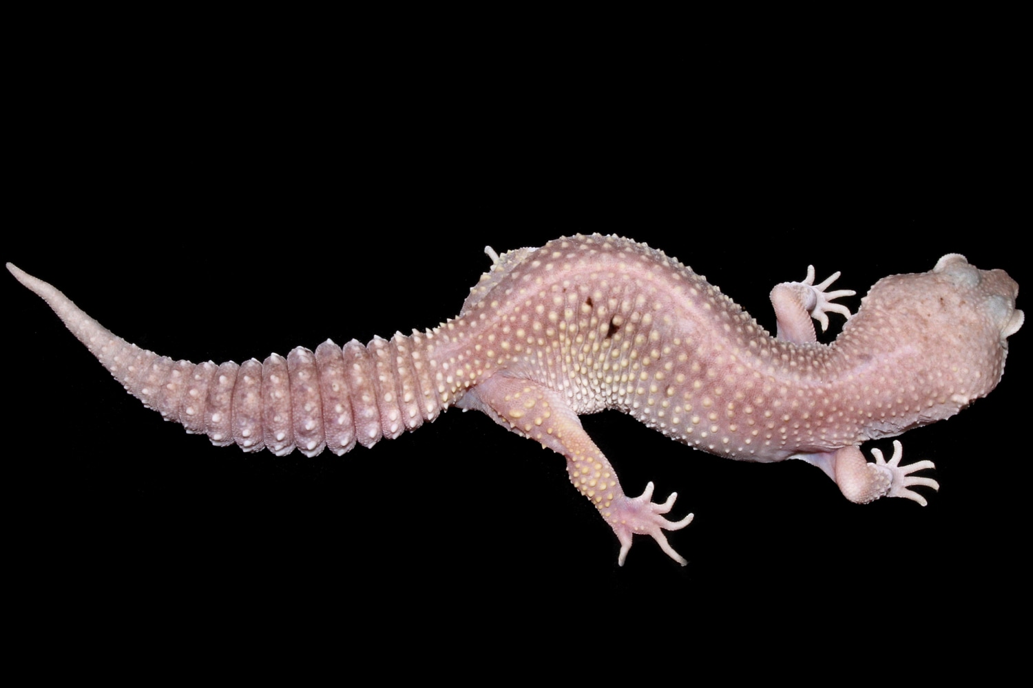 Blizzard Leopard Gecko by Medusa's Cradle - MorphMarket