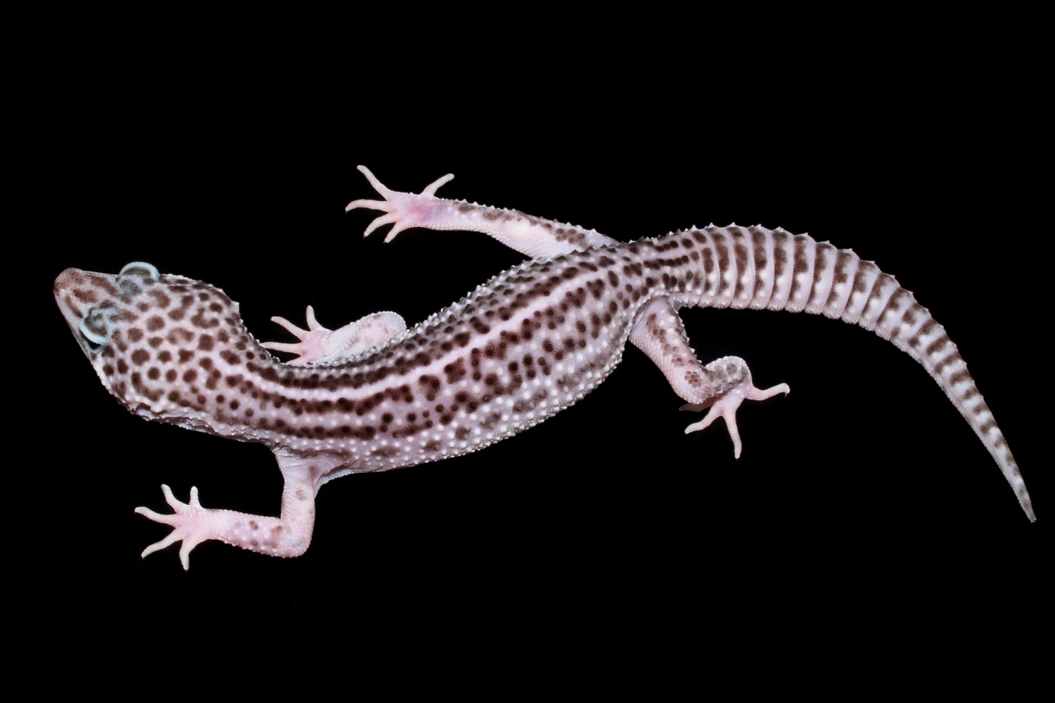 Super Snow Ph Murphy's Patternless Leopard Gecko by Medusa's Cradle ...
