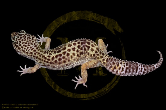 F1 Black Night Cross Het Murphy's Patternless Leopard Gecko by Medusa's ...