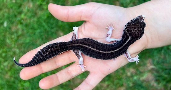 Panda MSE Ph Tremper Leopard Gecko by Medusa's Cradle