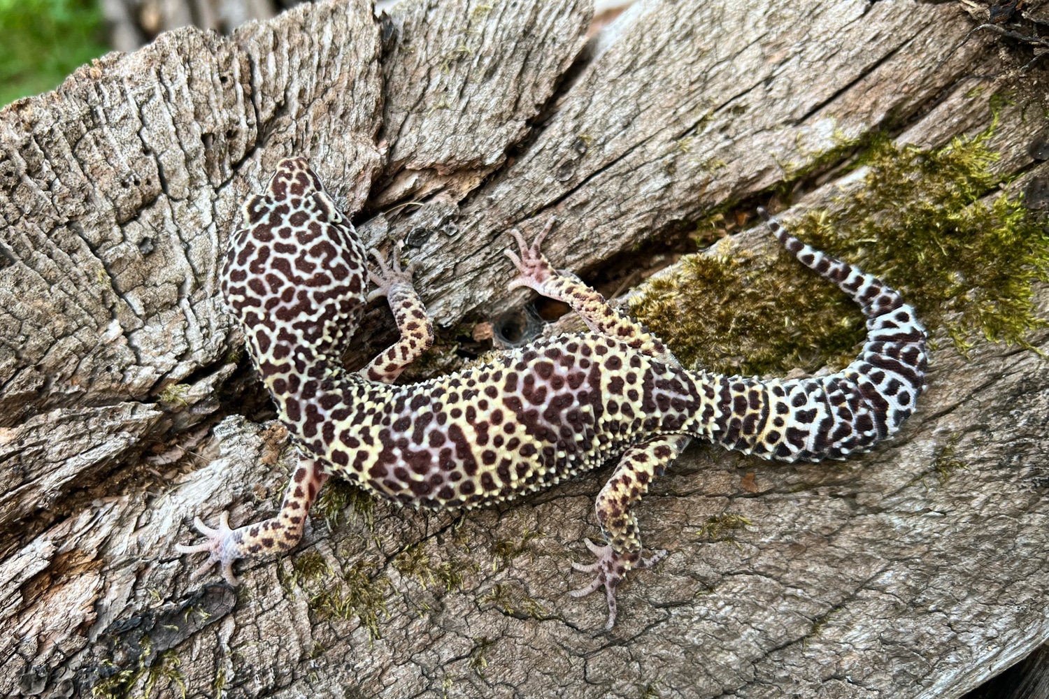 Diorite Het Murphy’s Patternless Leopard Gecko by Medusa's Cradle ...