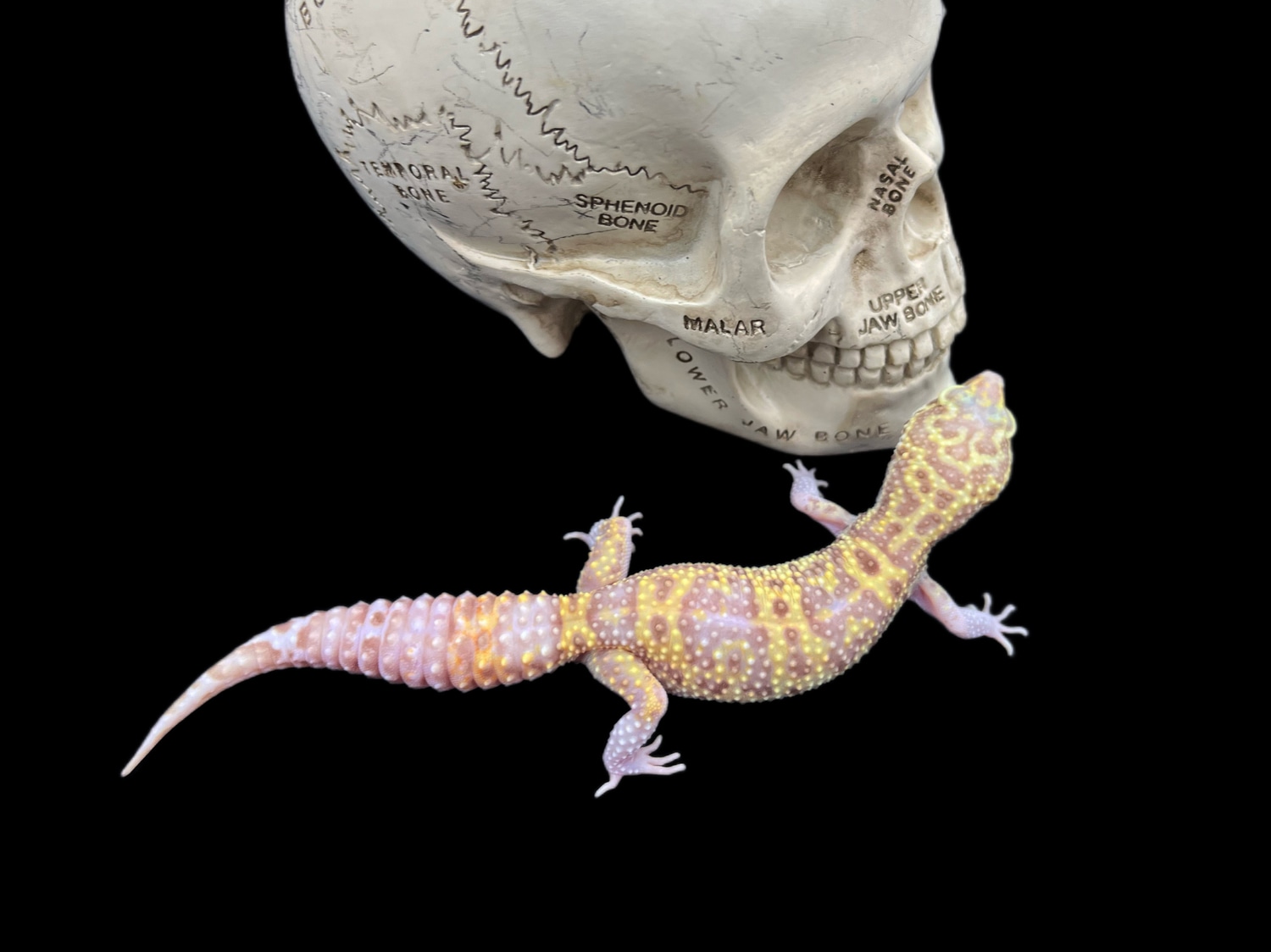 Radar Ph White Knight Leopard Gecko by Medusa's Cradle - MorphMarket