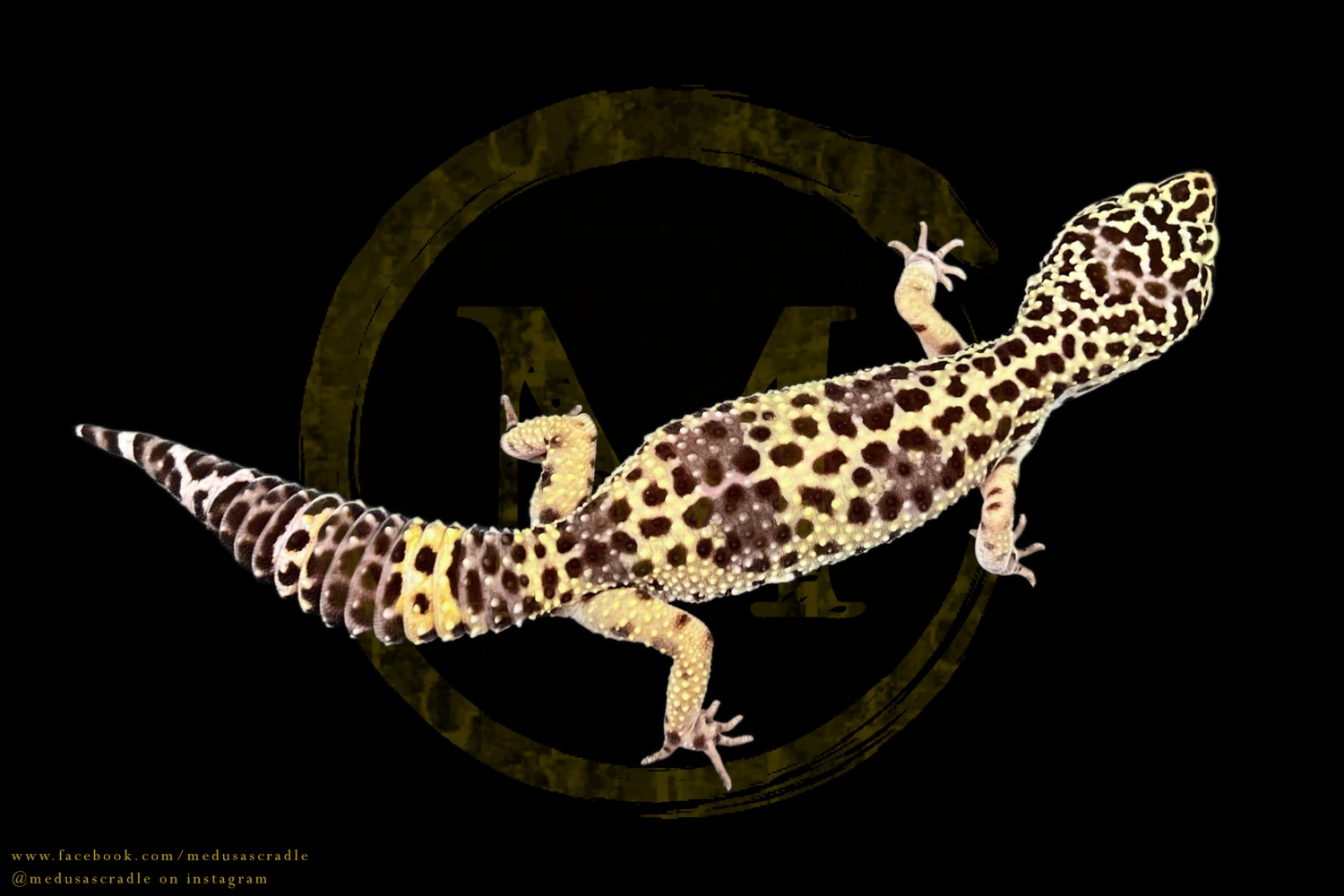 Black Night Cross Het Murphy's Patternless Leopard Gecko by Medusa's ...