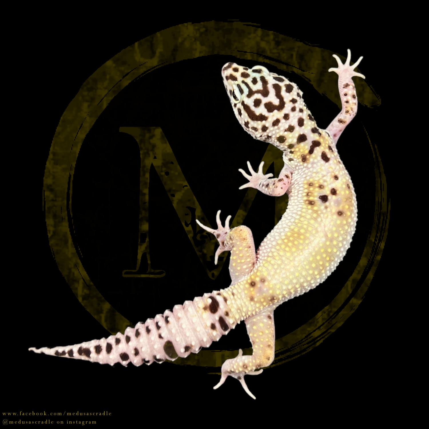 W&Y Mack Snow Het Raptor Ph MP Leopard Gecko by Medusa's Cradle ...