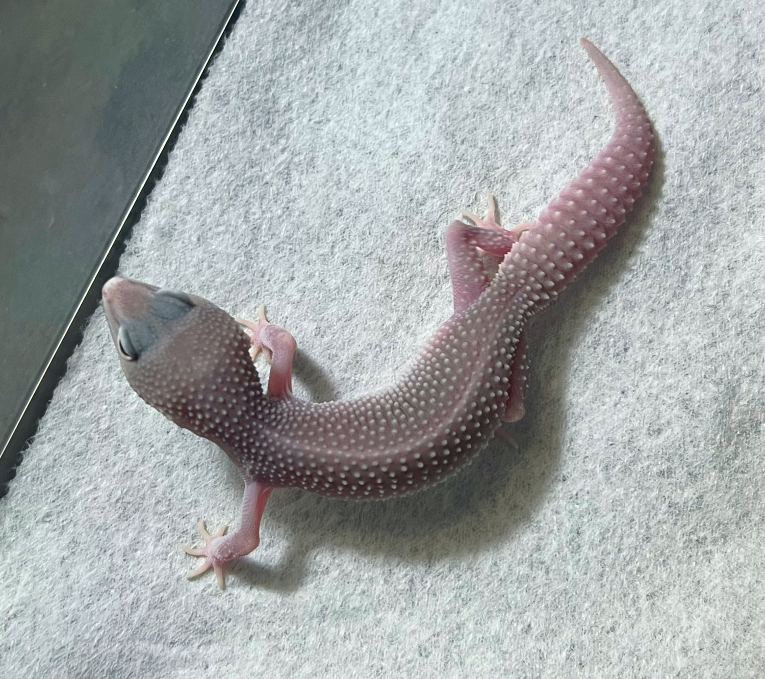 White Out Ph Tremper Leopard Gecko by Medusa's Cradle - MorphMarket