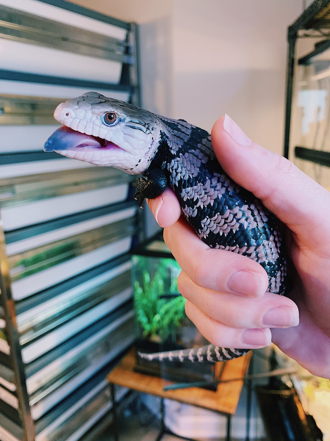 Halmahera Blue Tongue Skink Eastern Blue-Tongued Skink by Lilly’s ...