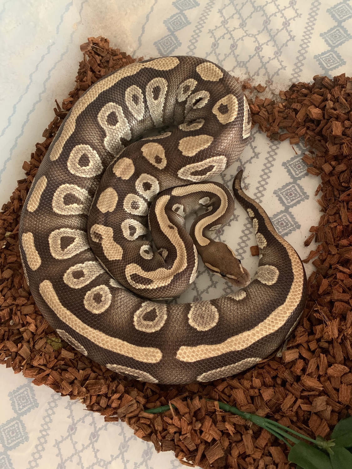 Mojave Ball Python by Lilly’s Escape - MorphMarket