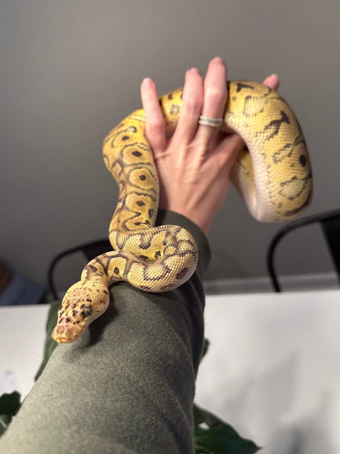 Pastel Clown Ball Python by Lilly’s Escape - MorphMarket