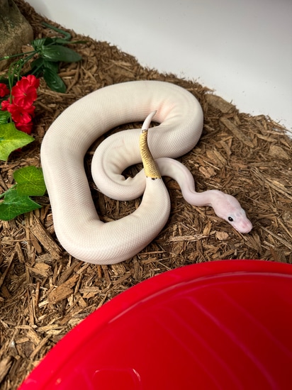 High White Pied Ball Python by Lilly’s Escape