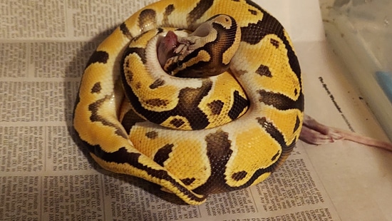 Super Orange Dream Ball Python by Exotic Designer Serpents