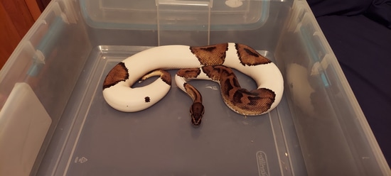 Piebald Ball Python by Exotic Designer Serpents