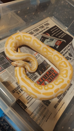 RTB Albino Black Pastel Ball Python by Exotic Designer Serpents