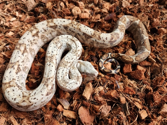 Pure Hog Island Boas Boa Constrictor by Darren Hamill Reptiles
