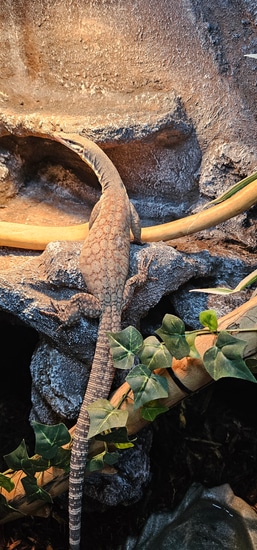 Kimberly Rock Monitor Other Monitor by D & M Exotics