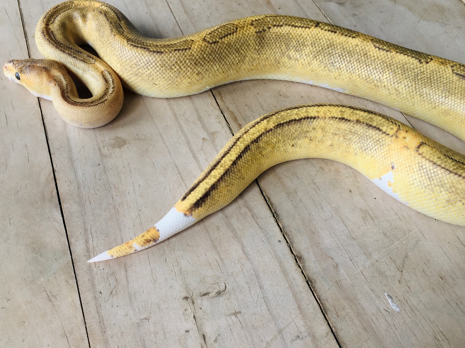 Champagne Spark Ball Python by TND reptiles - MorphMarket