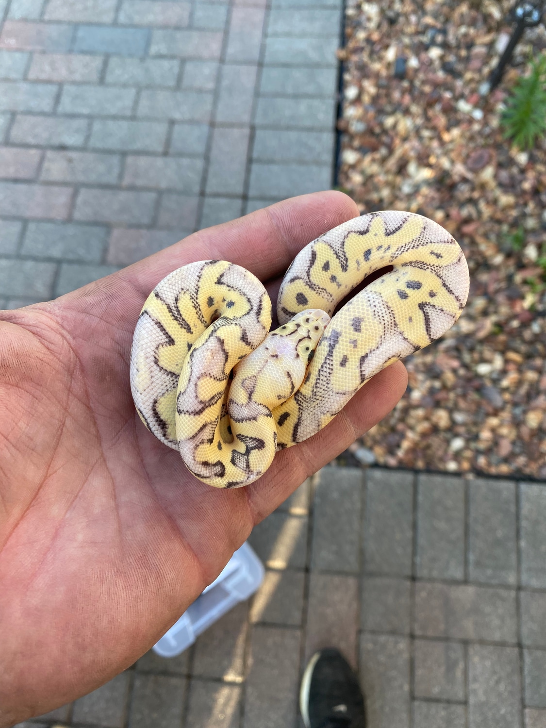 Superfly Clown Ball Python by Bestballpythons - MorphMarket