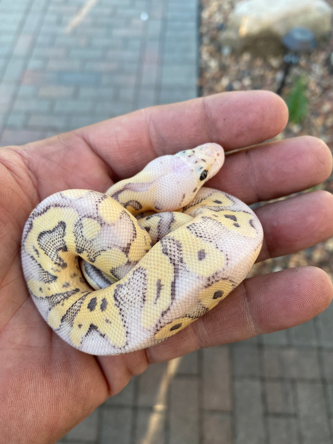 Superfly Clown Ball Python by Bestballpythons - MorphMarket