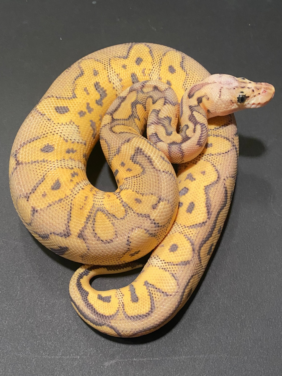 Killer Clown Ball Python by Bestballpythons - MorphMarket