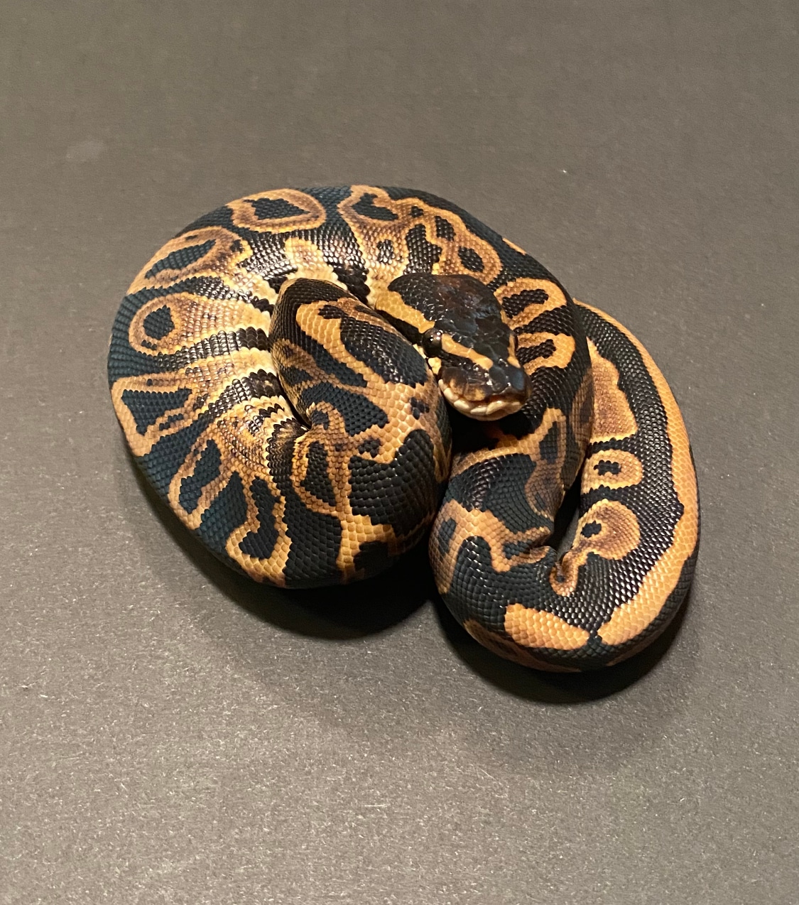 Leopard Ghi Ball Python by Bestballpythons - MorphMarket