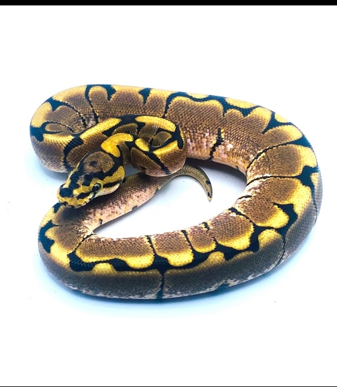 Spider Het Vpi Axanthic Ball Python by Bestballpythons