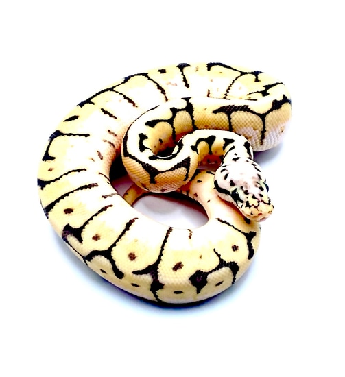 Superfly Het Vpi Axanthic Ball Python by Bestballpythons
