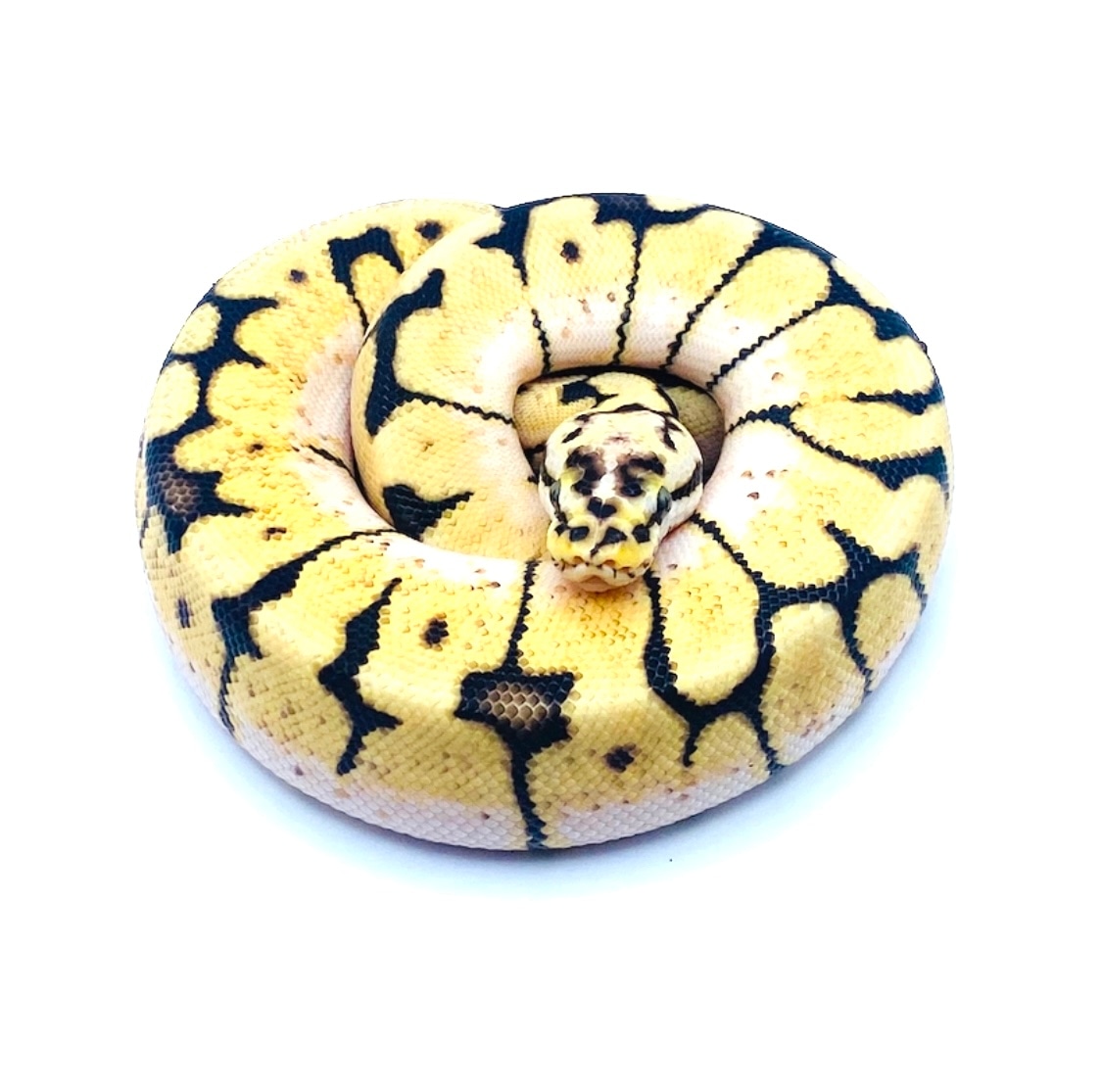 Bumblebee Het Vpi Axanthic Ball Python by Bestballpythons - MorphMarket
