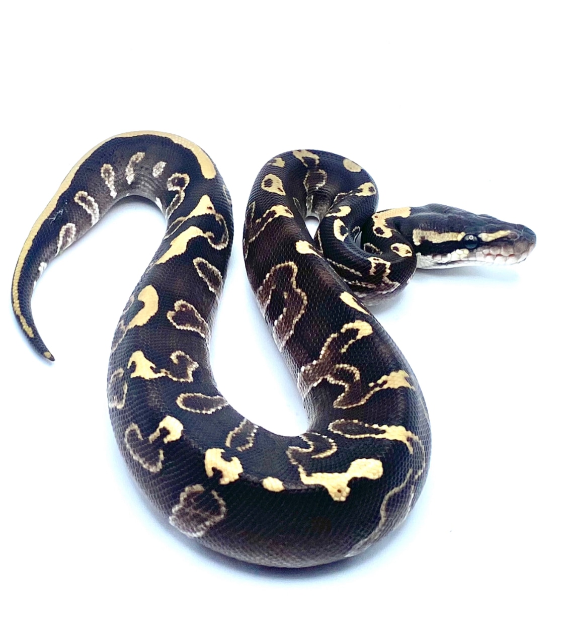Super Ghi Leopard Mojave Ball Python by Bestballpythons - MorphMarket