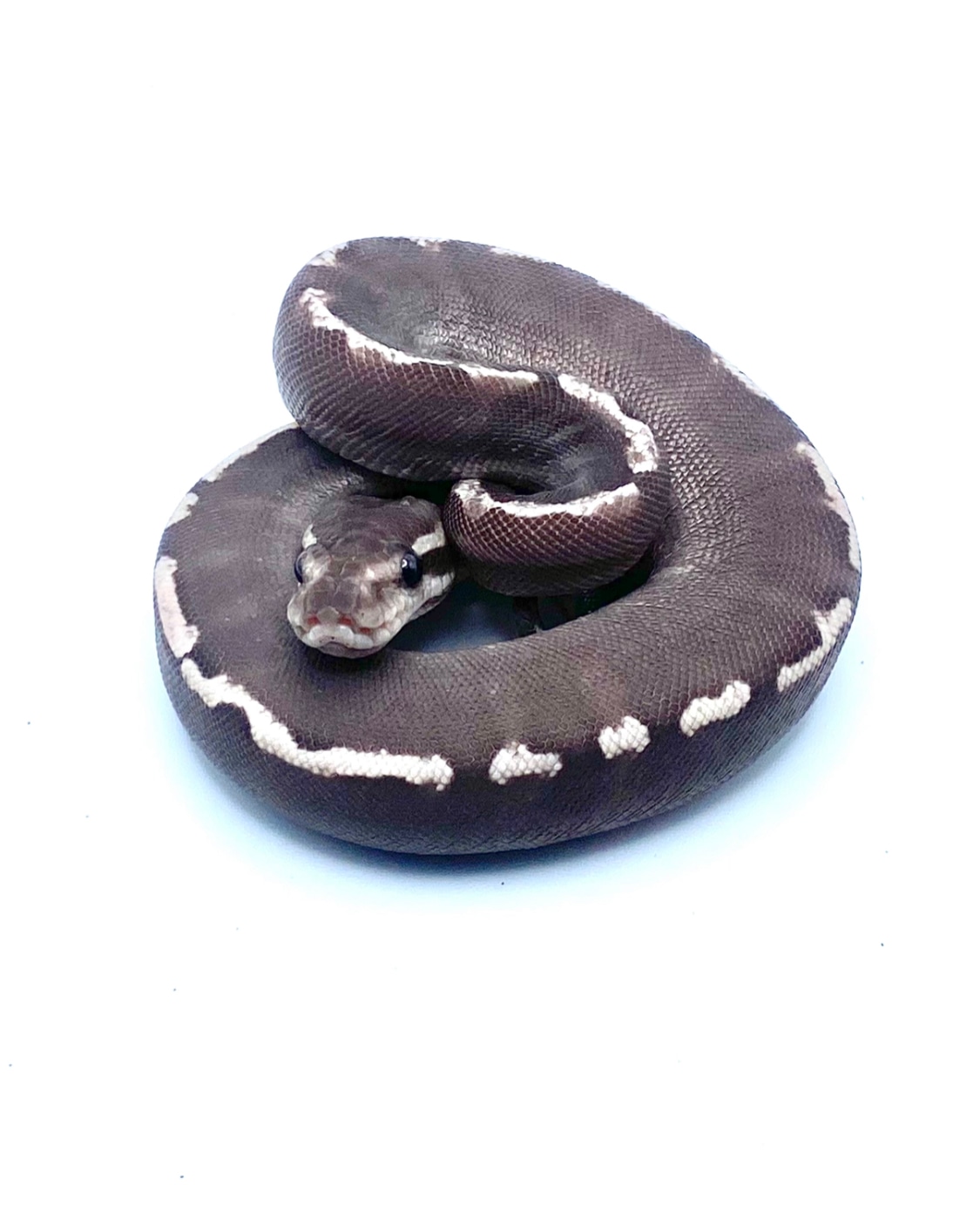 Ghi Mojave Ball Python by Bestballpythons - MorphMarket