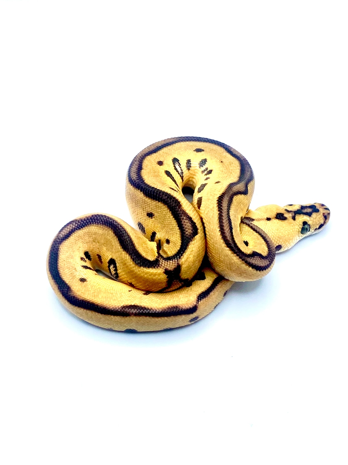 Leopard Pastel Enchi Clown Ball Python By Bestballpythons Morphmarket