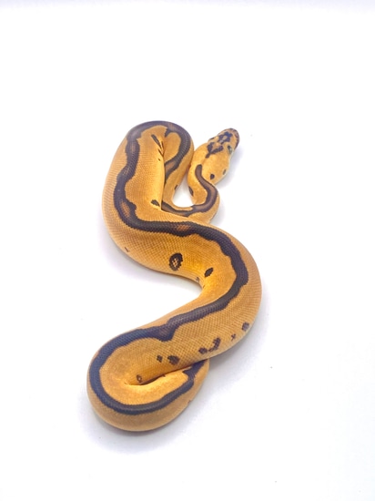Enchi Leopard Clown Female Ball Python by Bestballpythons