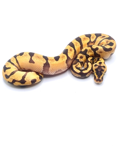 Super Enchi Pastel 66% Dbl Het Desert Ghost/Orange Ghost Ball Python by ...