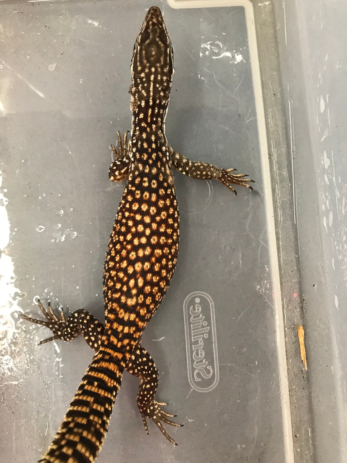 Young Male Red Ackie Spiny-Tailed Monitor by DartArmyHerps - MorphMarket