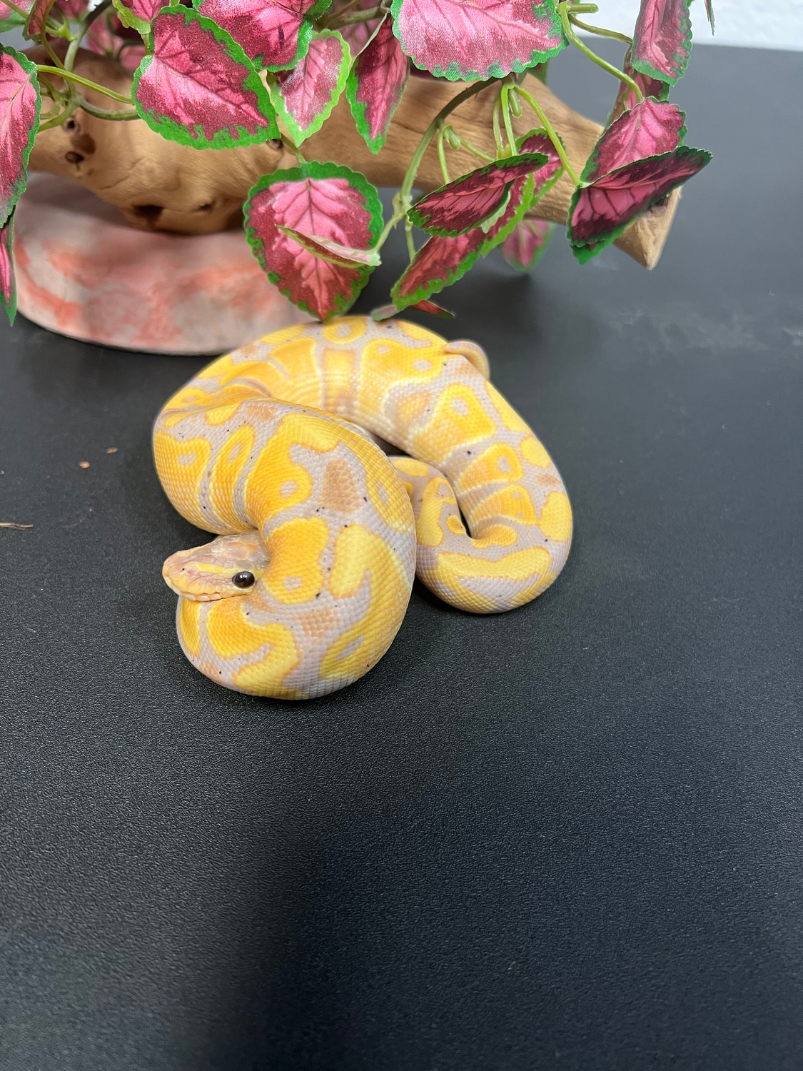 Coral Glow Het Pied Ball Python by RNA Labs - MorphMarket
