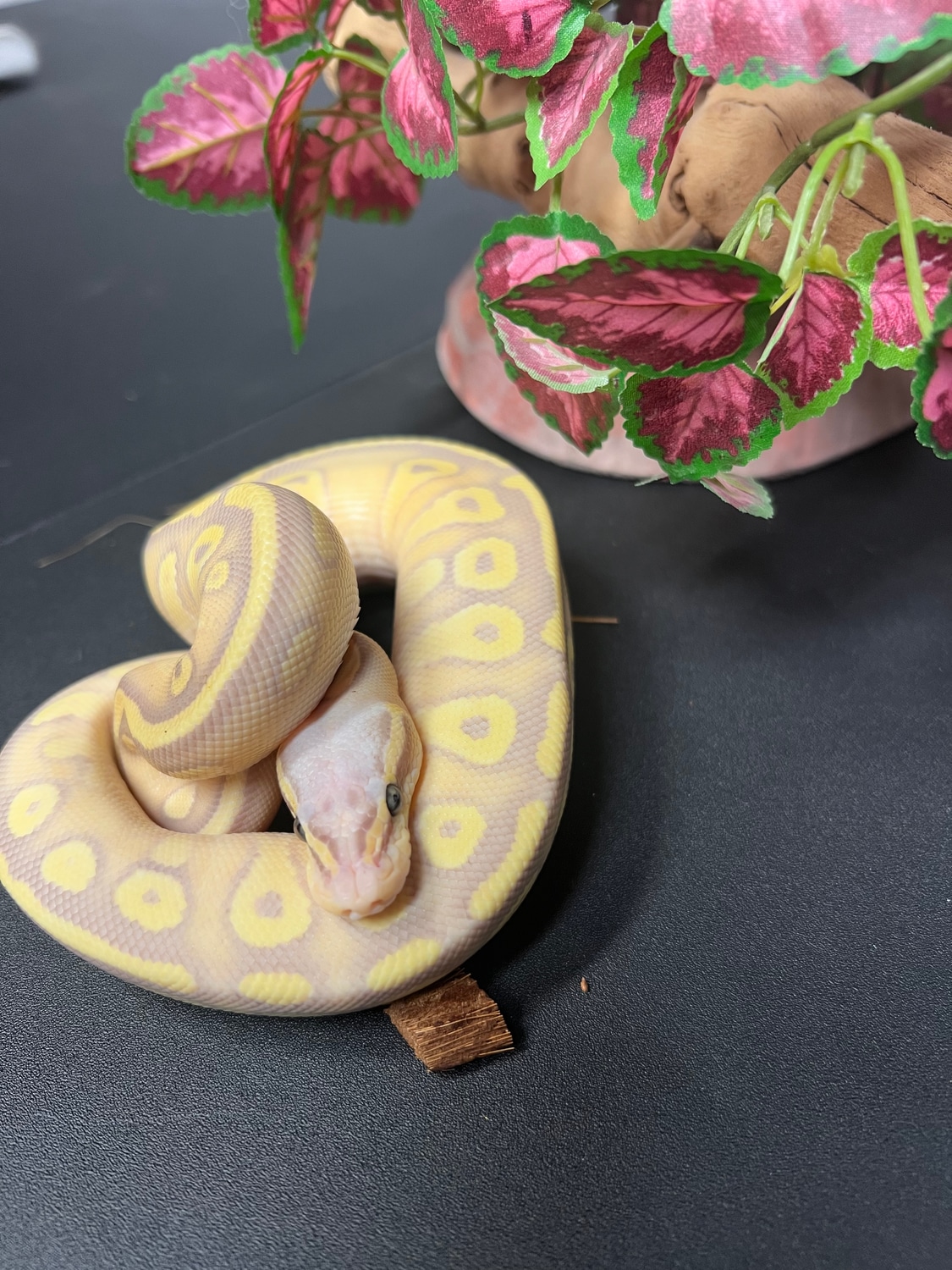 Chocolate Mojave Coral Glow Pastel Het Pied Ball Python by RNA Labs ...