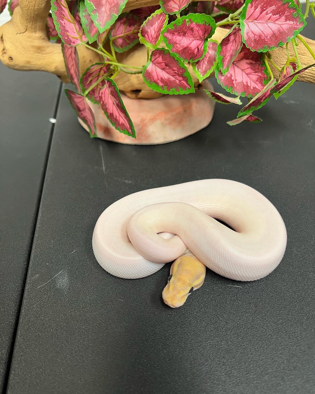 Coral Glow Pied Pos Mojave Pos Yellow Belly Ball Python by RNA Labs ...