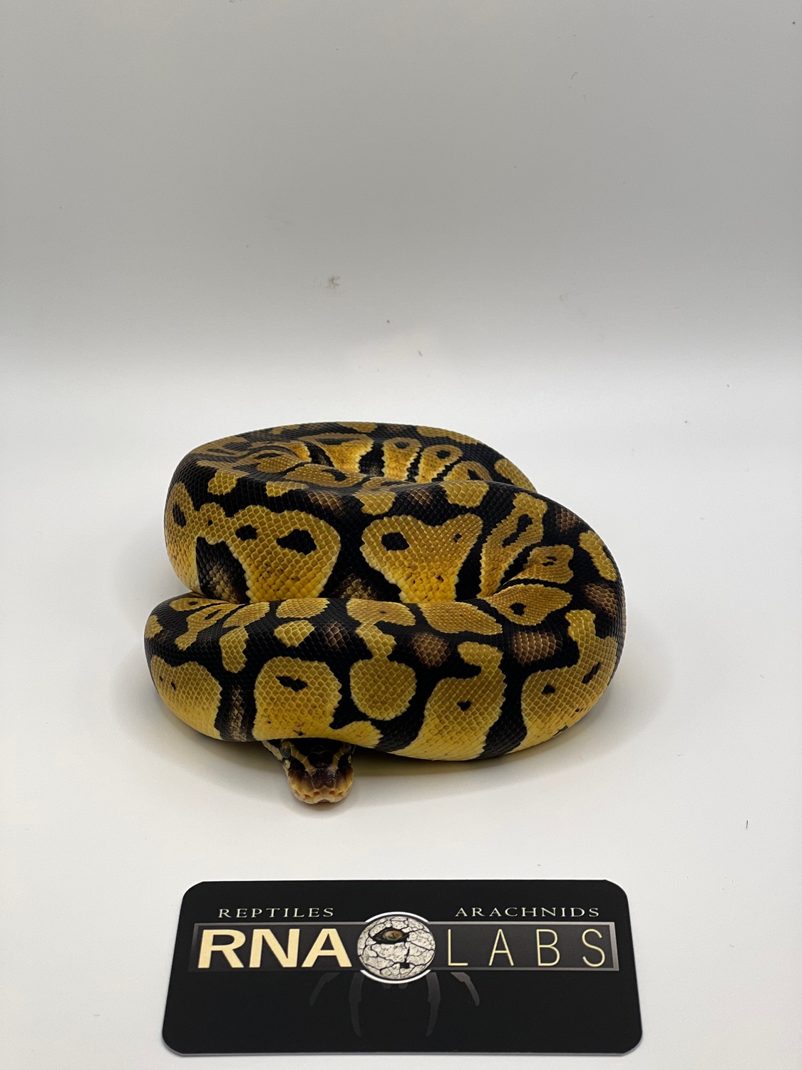 Chocolate Pastel Het Pied Ball Python by RNA Labs - MorphMarket