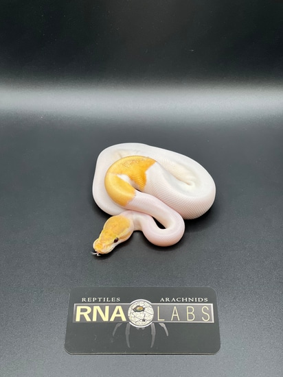 Coral Glow Mojave Pied Ball Python by RNA Labs
