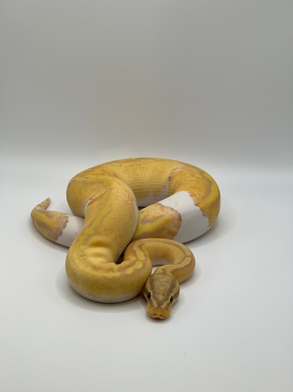 Chocolate Coral Glow Pied Ball Python by RNA Labs
