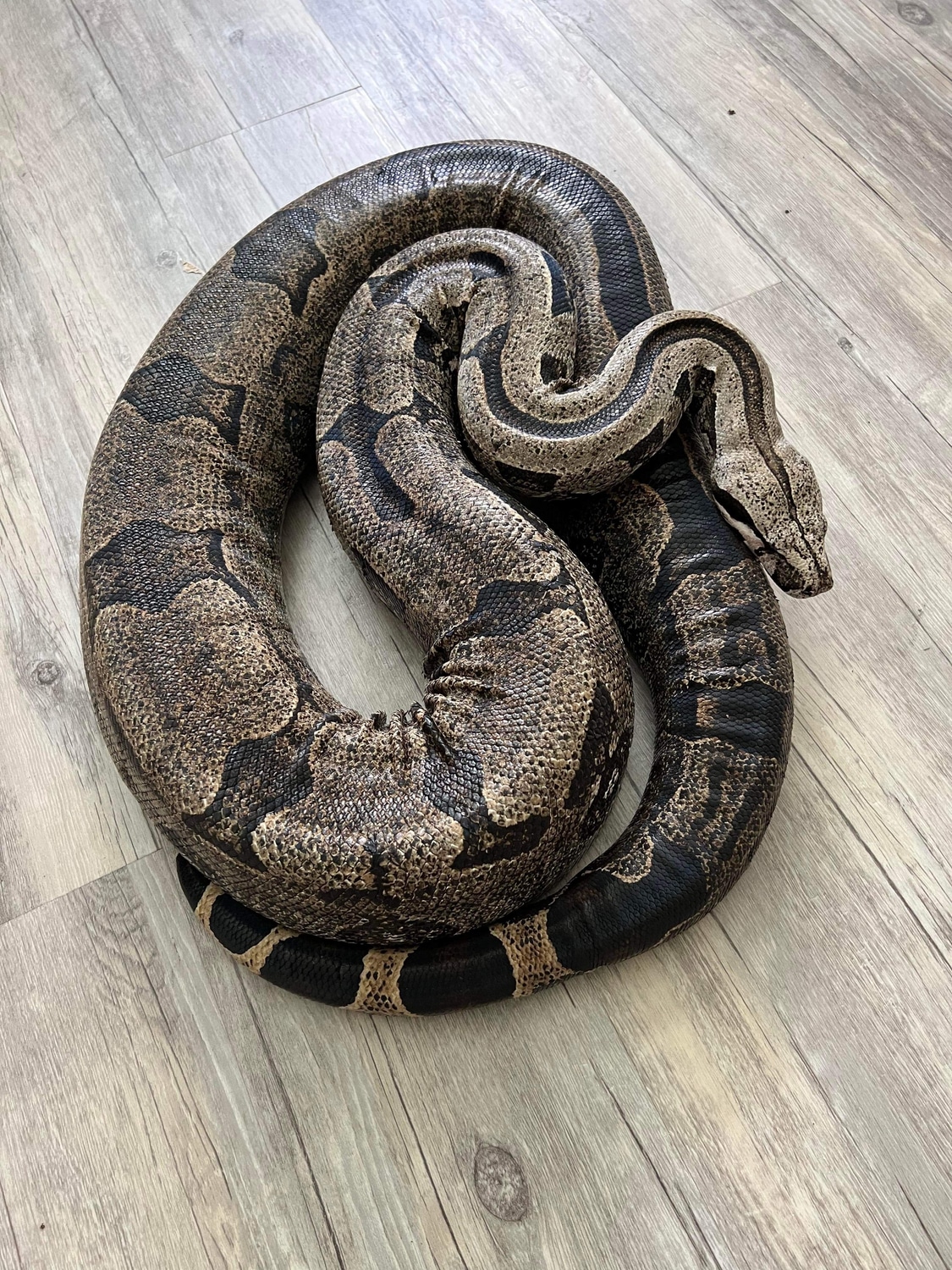 Pair Short Tail Bolivian Boas Silverbacks Short-tailed Boa Constrictor ...