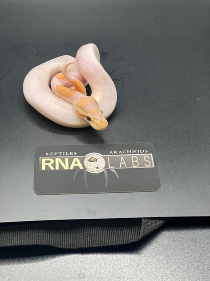 Coral Glow Mojave Orange Dream Piebald Ball Python by RNA Labs