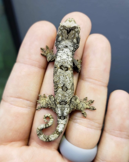White Collar Pine Island Chahoa Chahoua Gecko by Dart Knight Exotics ...