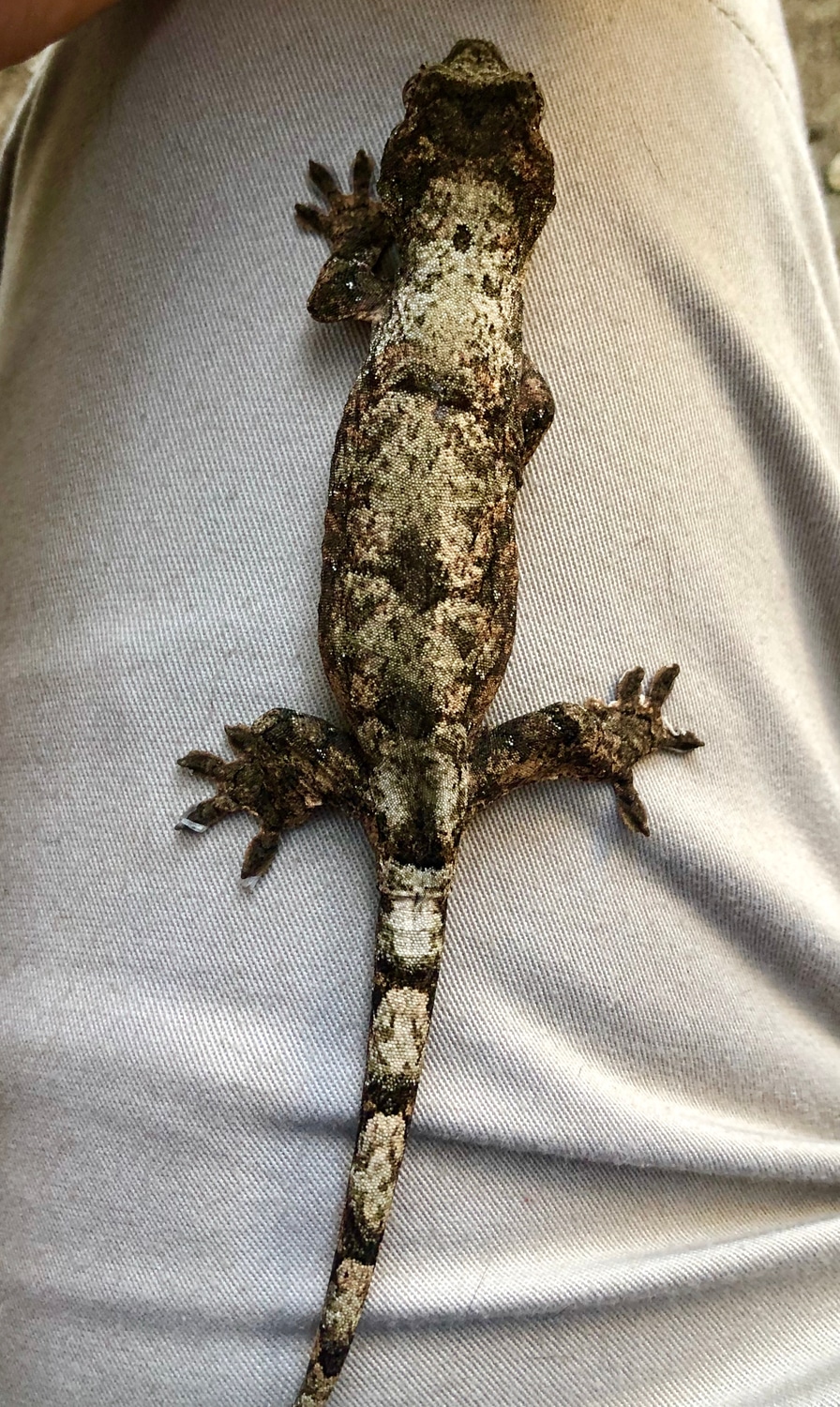Pine Island Female Chahoua Gecko by Dart Knight Exotics - MorphMarket