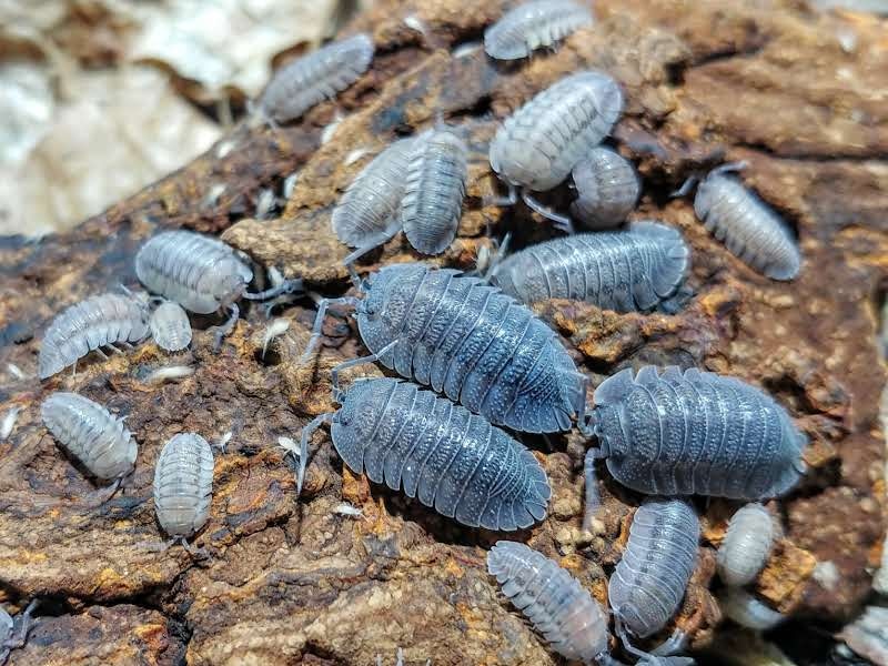 Armadillidium Peraccae 10ct Isopod by Darwin's Toybox - MorphMarket