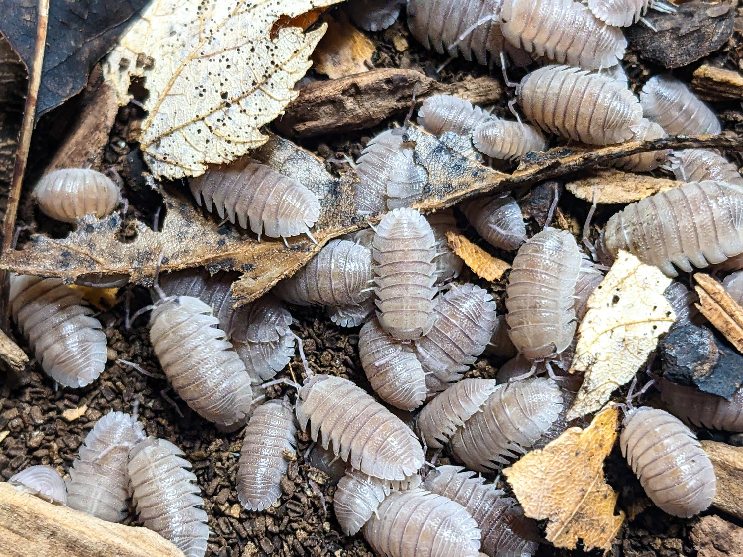 Armadillidium Peraccae 'Kotor' 10ct Isopod by Darwin's Toybox - MorphMarket