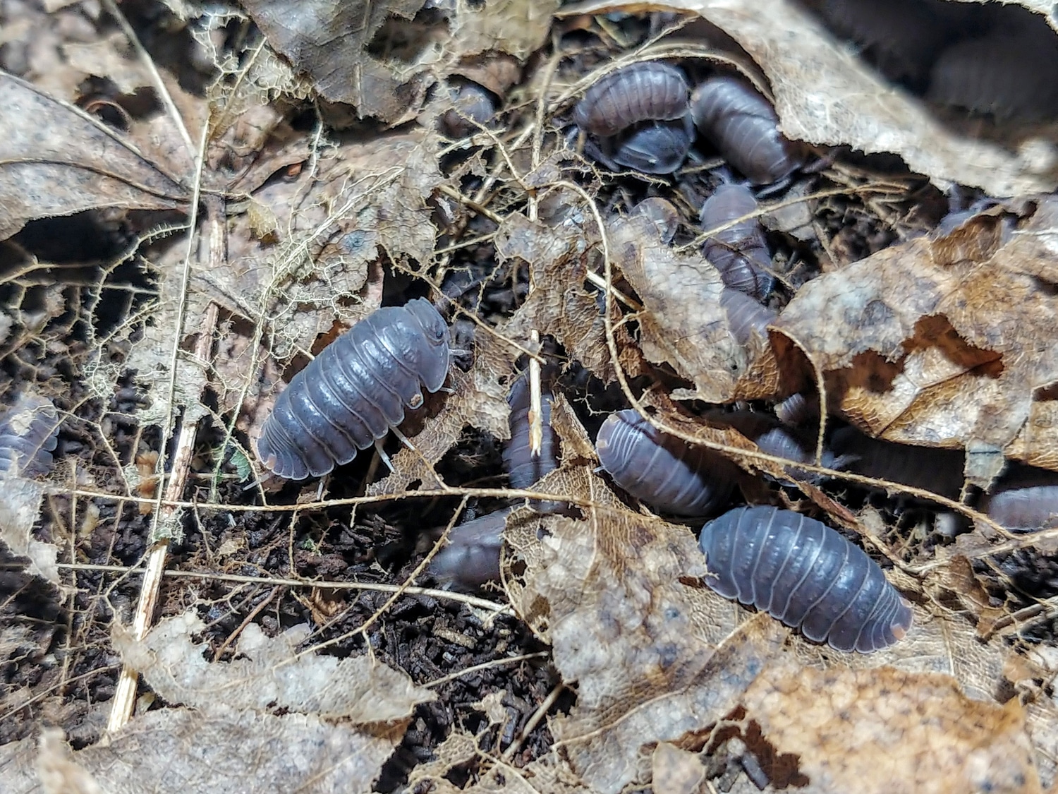 Cubaris Murina 10ct Isopod by Darwin's Toybox - MorphMarket
