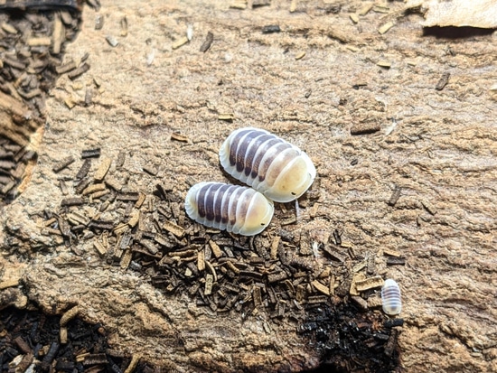 Cubaris Sp. 'Jupiter' 10ct Isopod by Magpie's Menagerie