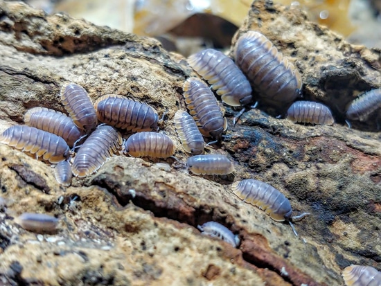 Cubaris Sp. 'red Edge' 10ct Isopod by Darwin's Toybox