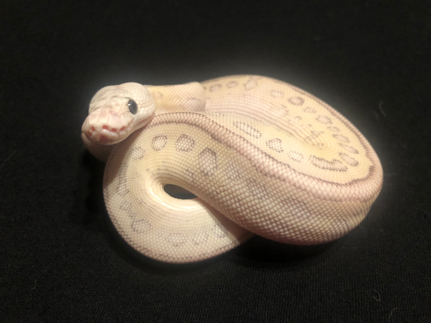 Butter Batman Ball Python by Reigate Royals - MorphMarket