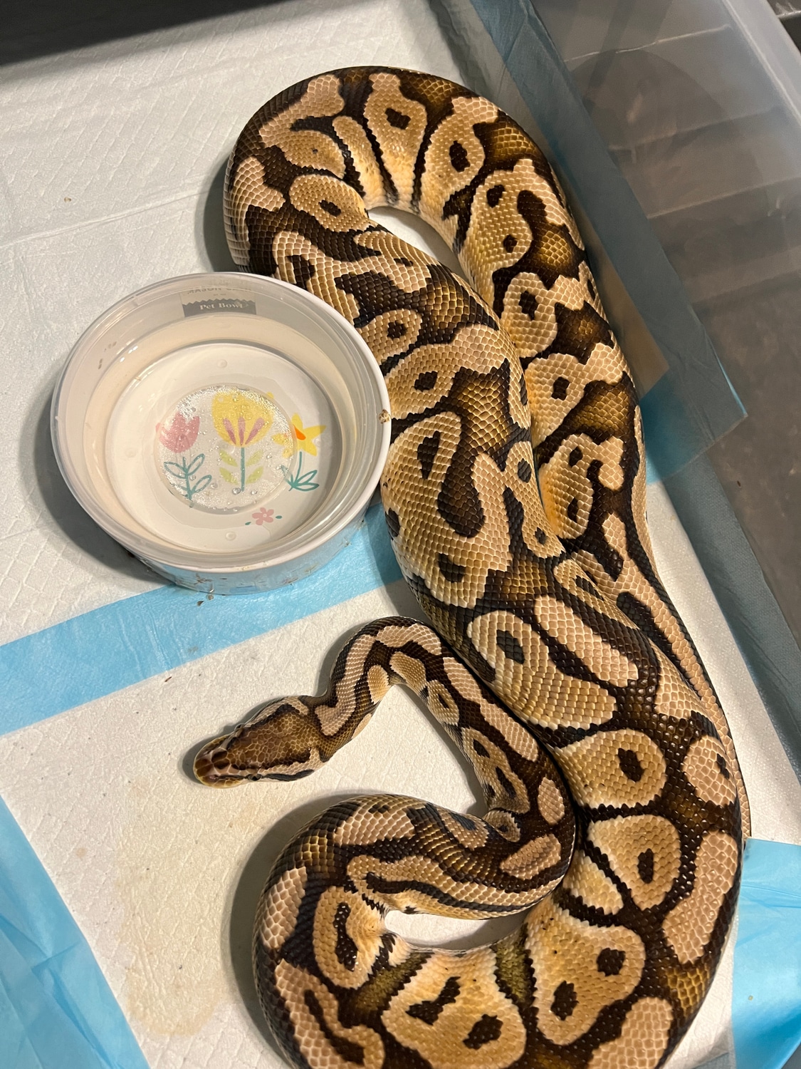Pastel Special Het Clown Ball Python by Reigate Royals - MorphMarket