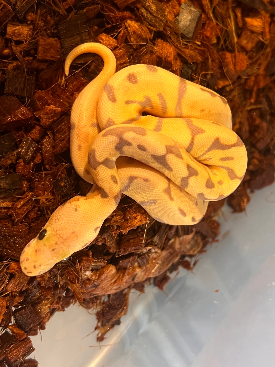 Coral Glow Confusion Pastel Clown Ball Python by Reigate Royals ...